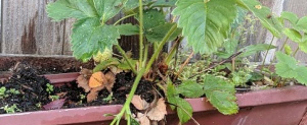 Easy Gutter Garden For Adding Lots Of Gardening Space To Your Home