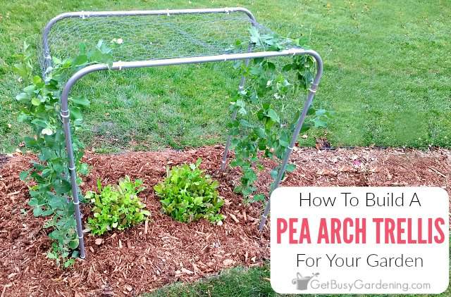 7 Awesome pea trellis ideas for gardening in small spaces