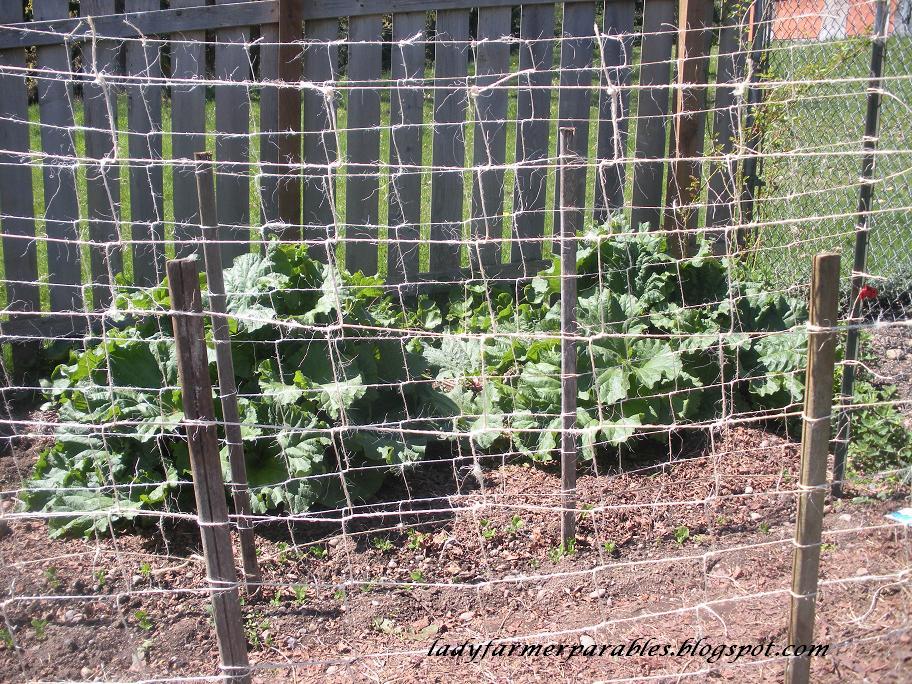 7 Awesome pea trellis ideas for gardening in small spaces